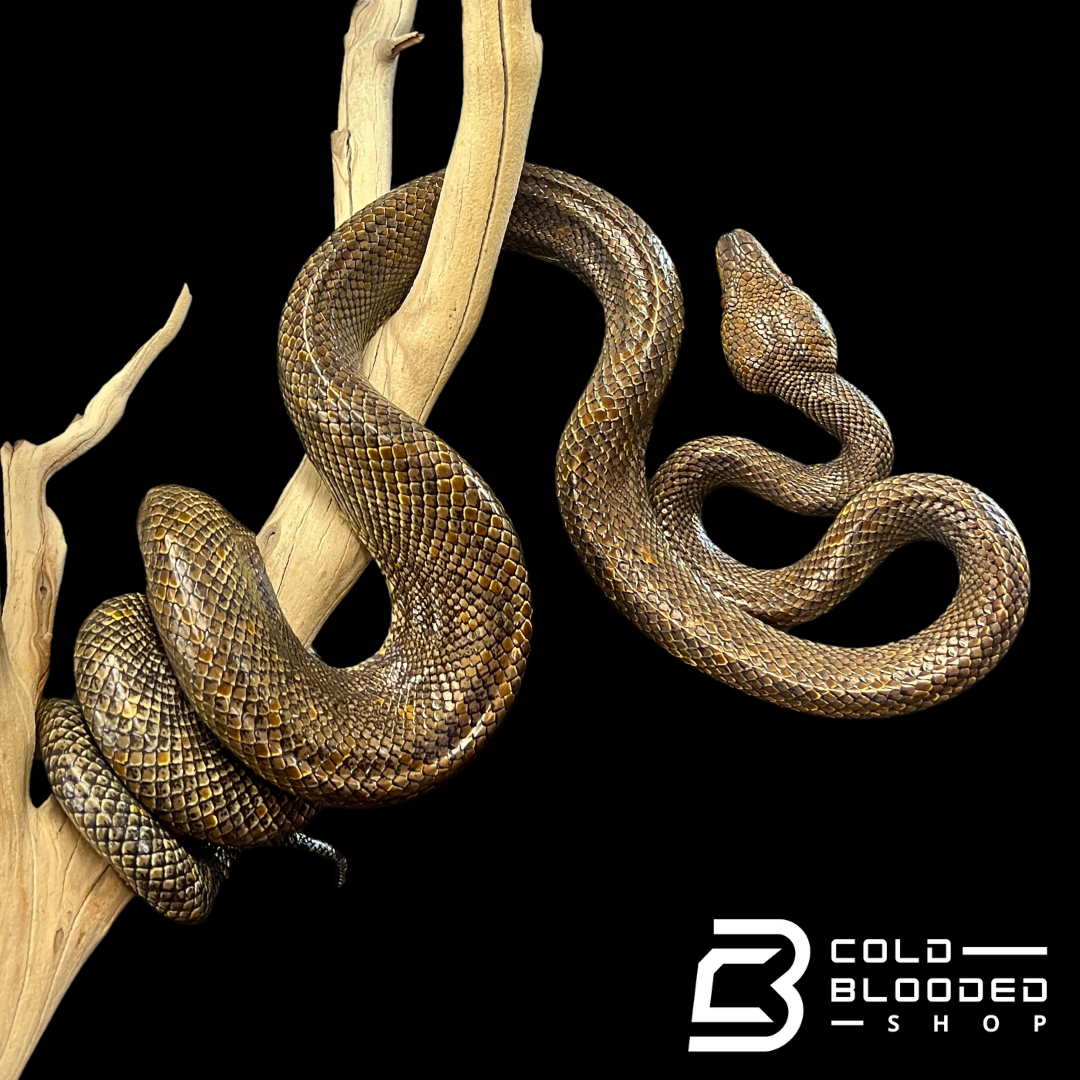 Male Central American Tree Boa - Corallus ruschenbergerii #3