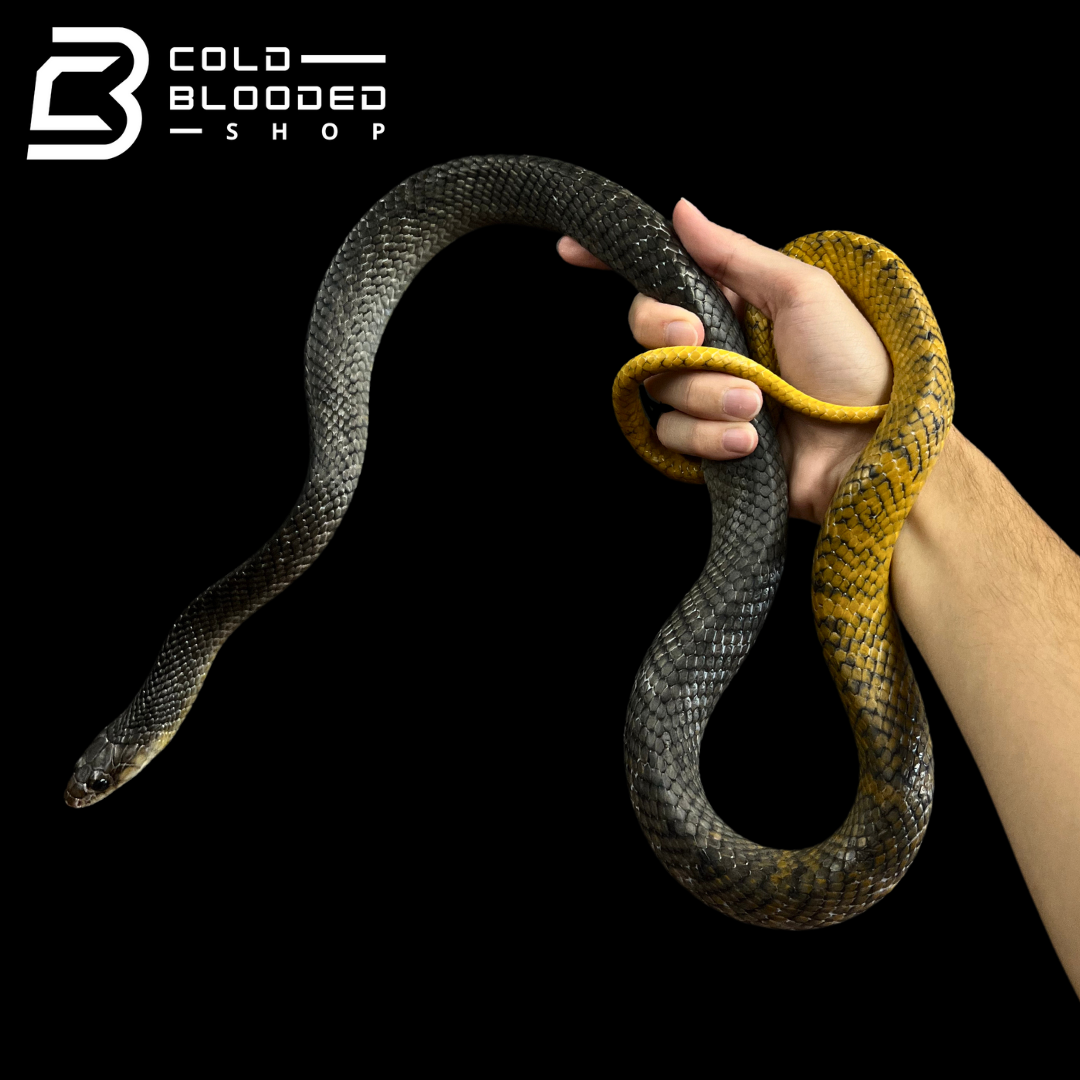 Adult Male Yellow Tailed Cribo - Drymarchon corais