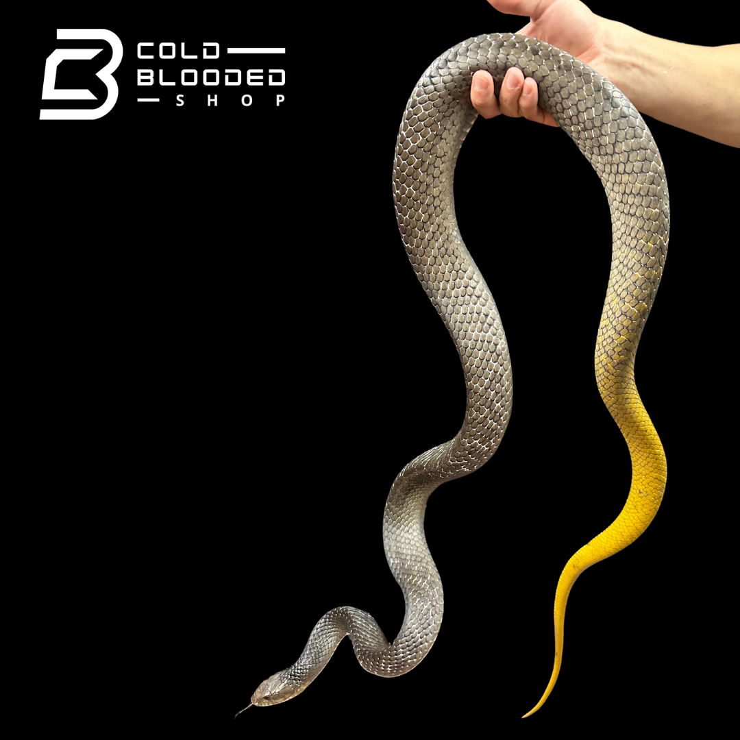 Giant Male Yellow Tailed Cribo (Suriname) - Drymarchon corais