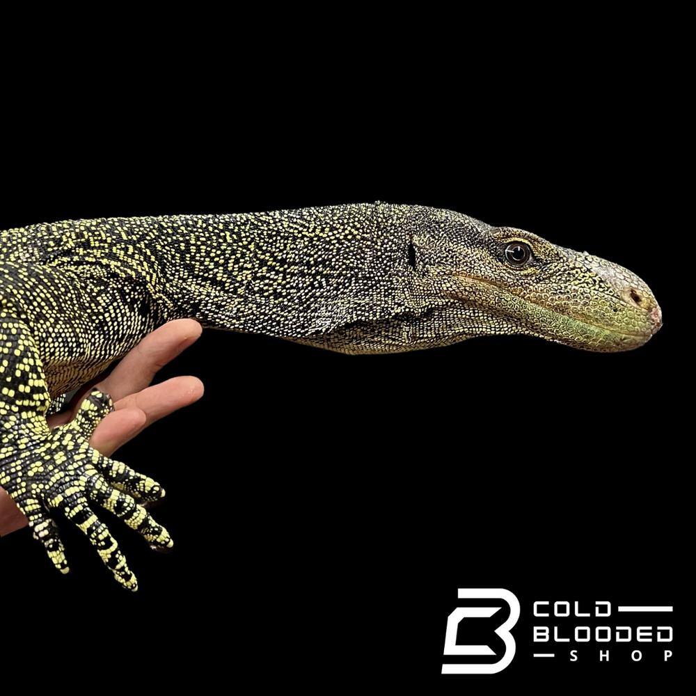 Gorgeous & Tame Crocodile Monitor - Varanus salvadorii