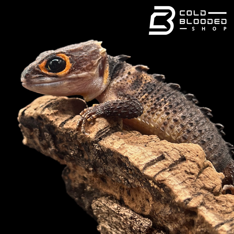 Adult Female Red Eyed Crocodile Skink - Tribolonotus gracilis