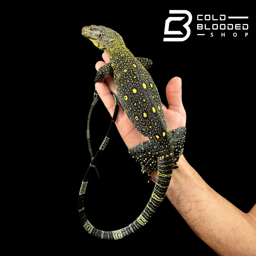 Small Juvenile Crocodile Monitor - Varanus salvadorii