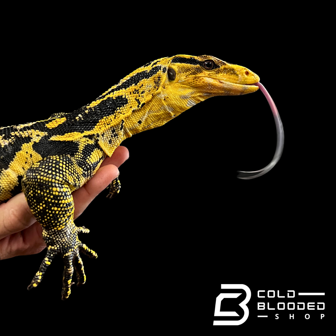 Yellow Water Monitor For Sale "High Yellow" Sumbawa Water Monitor