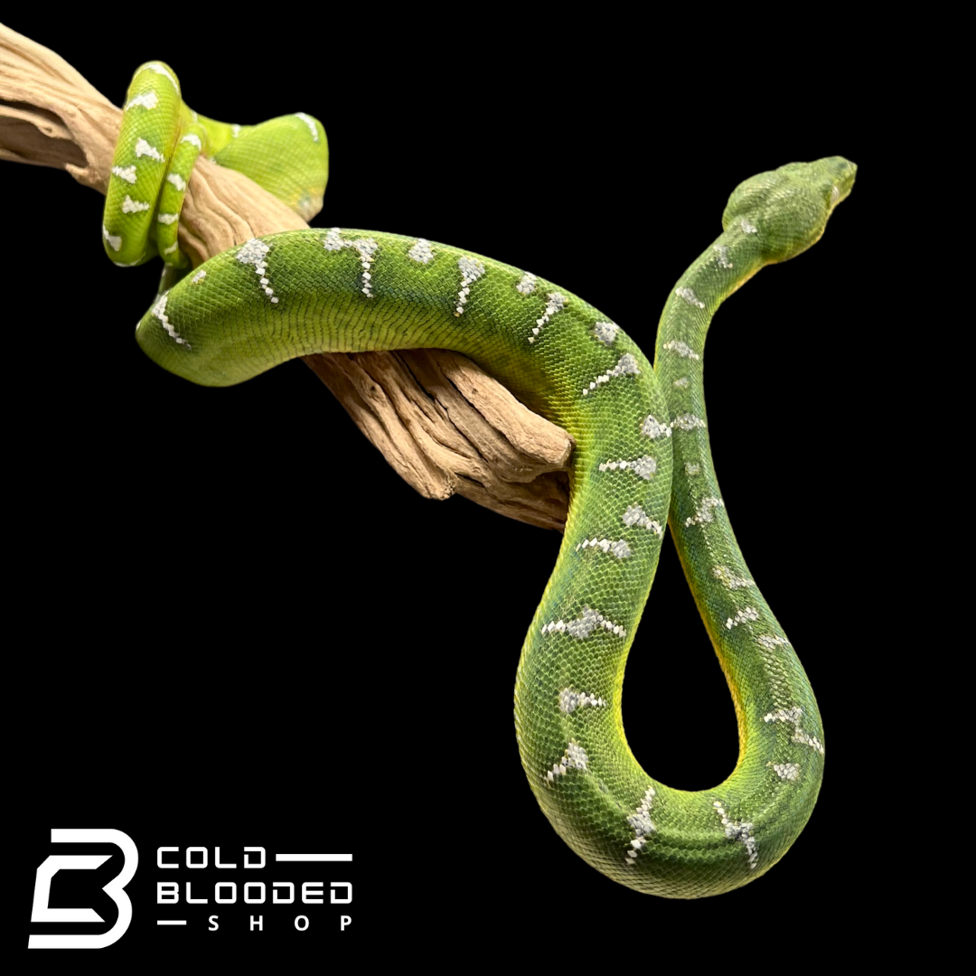 Small Juvenile Emerald Tree Boa - Corallus caninus #1