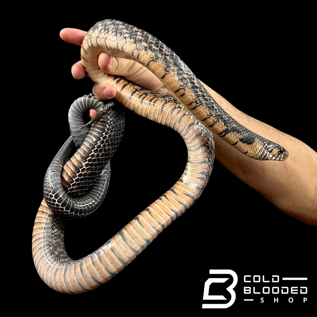 Female Mexican Indigo Snake - Drymarchon melanurus rubidus #2