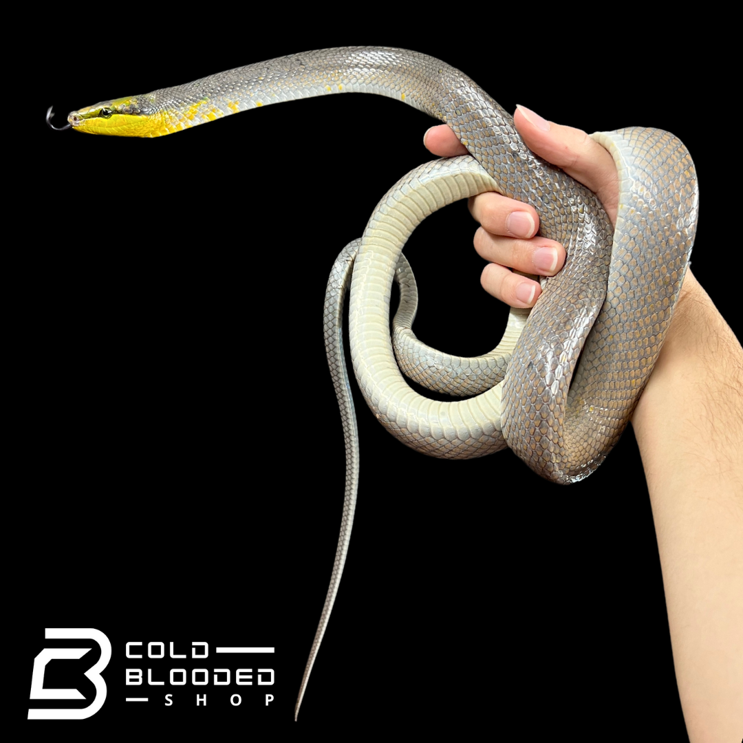 Silver Phase Red-tailed Green Rat Snakes - Gonyosoma oxycephalum