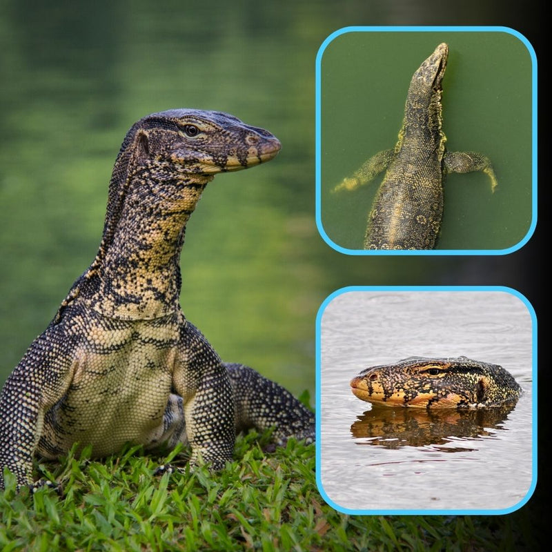 Baby Black Dragon Water Monitor - Varanus salvator for sale