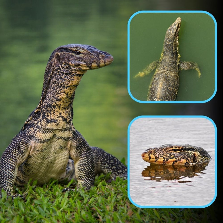 Baby Black Dragon Water Monitor - Varanus salvator for sale