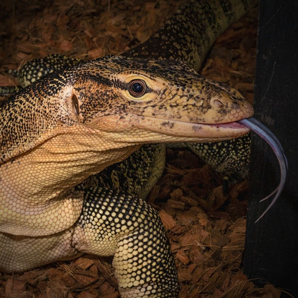 Pair of Juvenile Black Dragon Water Monitors for sale