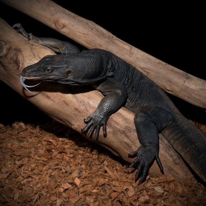 T positive "Chocolate" Water Monitor - Varanus salvator bivittatus