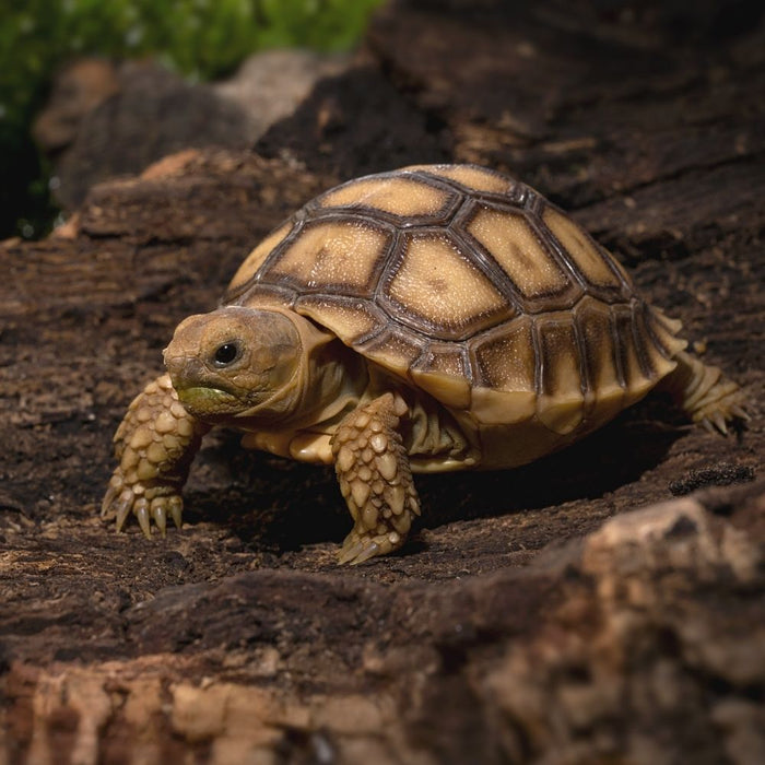Baby African Spurred Tortoises - Centrochelys sulcata