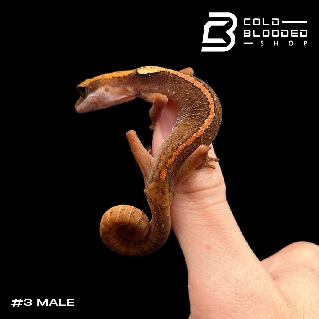 Cat Gecko - Aeluroscalabotes felinus for sale