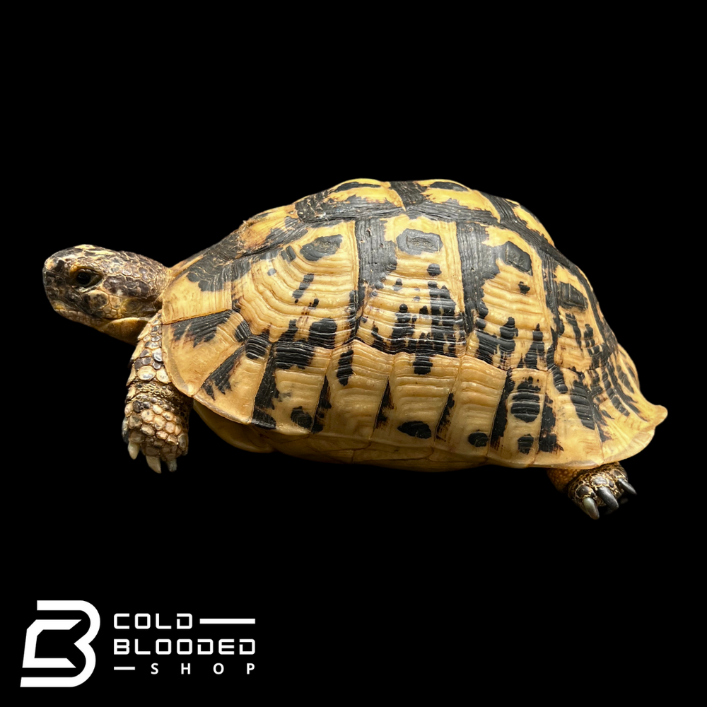 Greek Tortoises - Testudo graeca