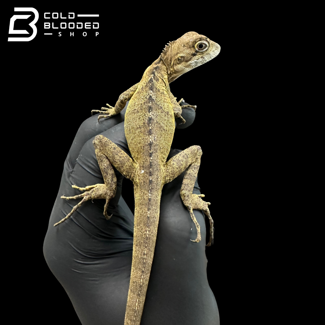 Juvenile Northern Forest Dragon - Hypsilurus magnus