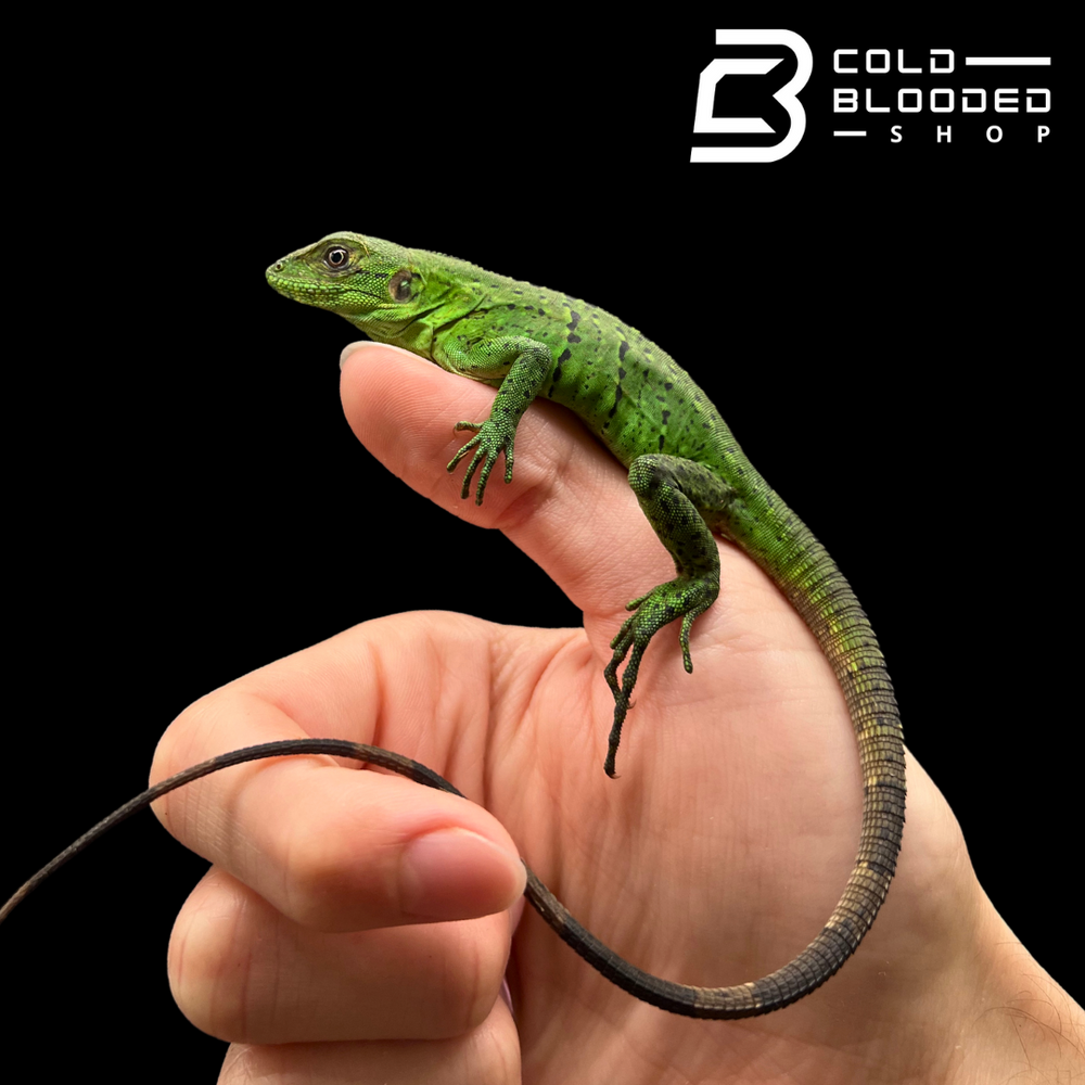 Baby Spiny-Tailed Iguanas - Ctenosaura similis