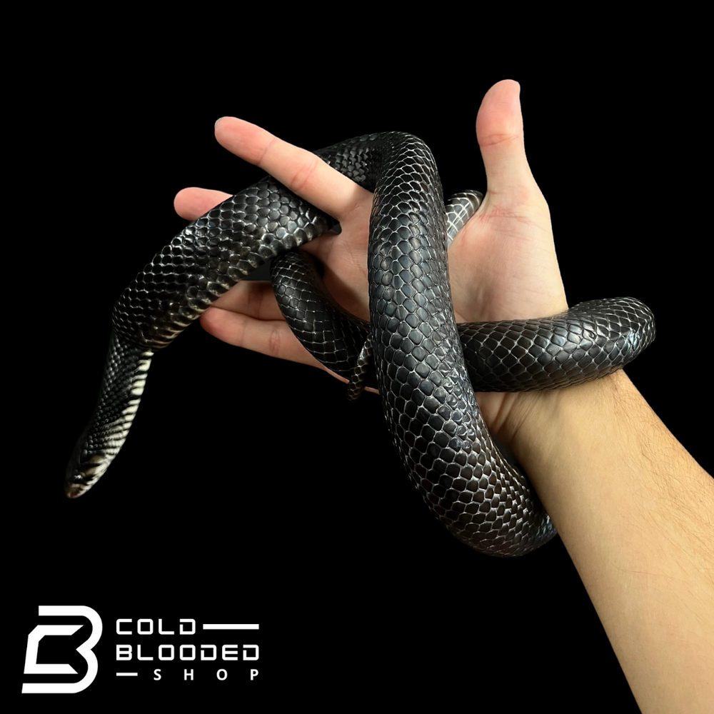 Vera Cruz Mexican Red-tailed Indigo Snake - Drymarchon melanurus rubid