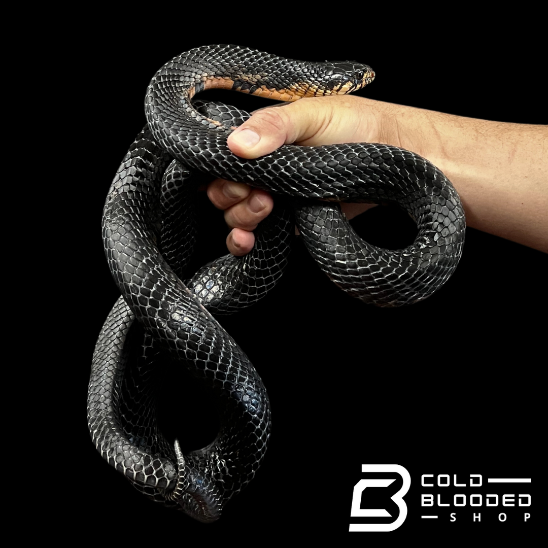 Male Mexican Indigo Snake - Drymarchon melanurus rubidus #1
