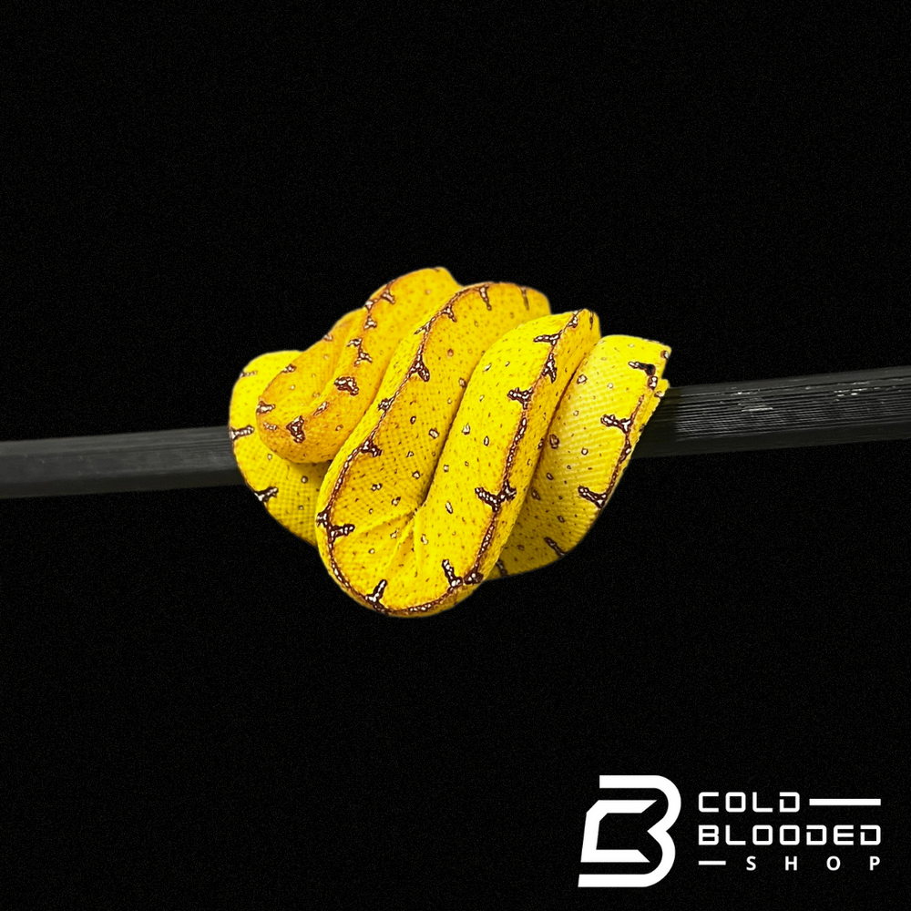 Baby Jayapura Green Tree Python