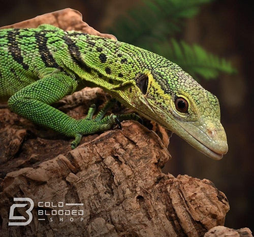 Shop Monitor Lizards Online – Tree Monitors, Water Monitors, & More ...