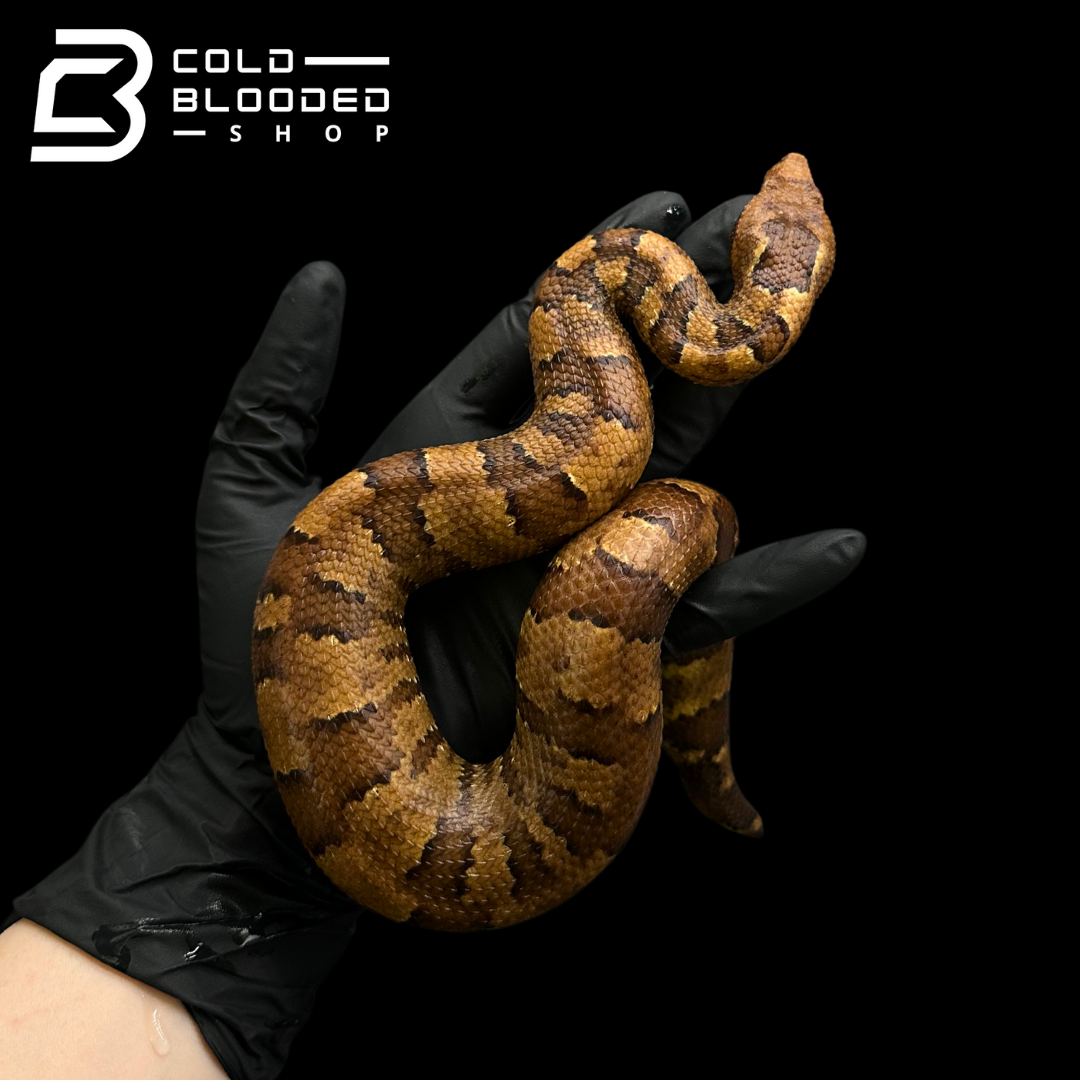 Viper Boas - Candoia aspera