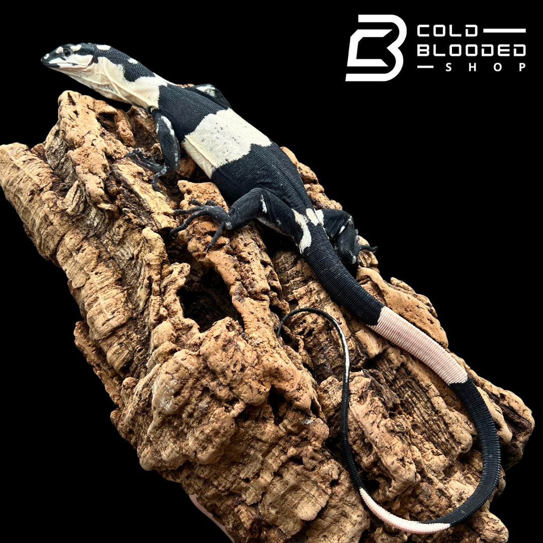 Baby Bell's Phase Lace Monitor - Varanus varius #4