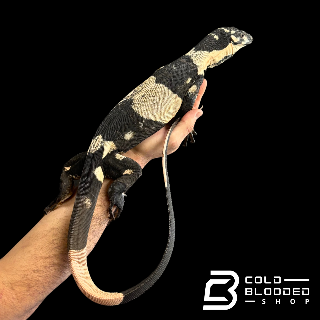 Yearling Bell's Phase Lace Monitor - Varanus varius