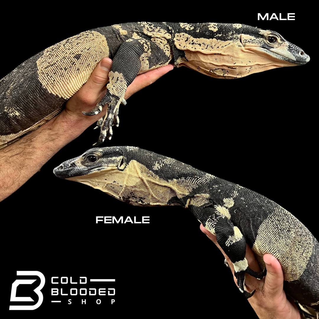 Proven Breeder Pair of Adult Bells Phase Lace Monitors - Varanus variu
