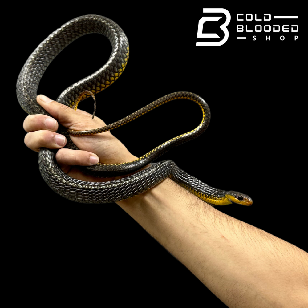 Machete Snake - Chironius carinatus
