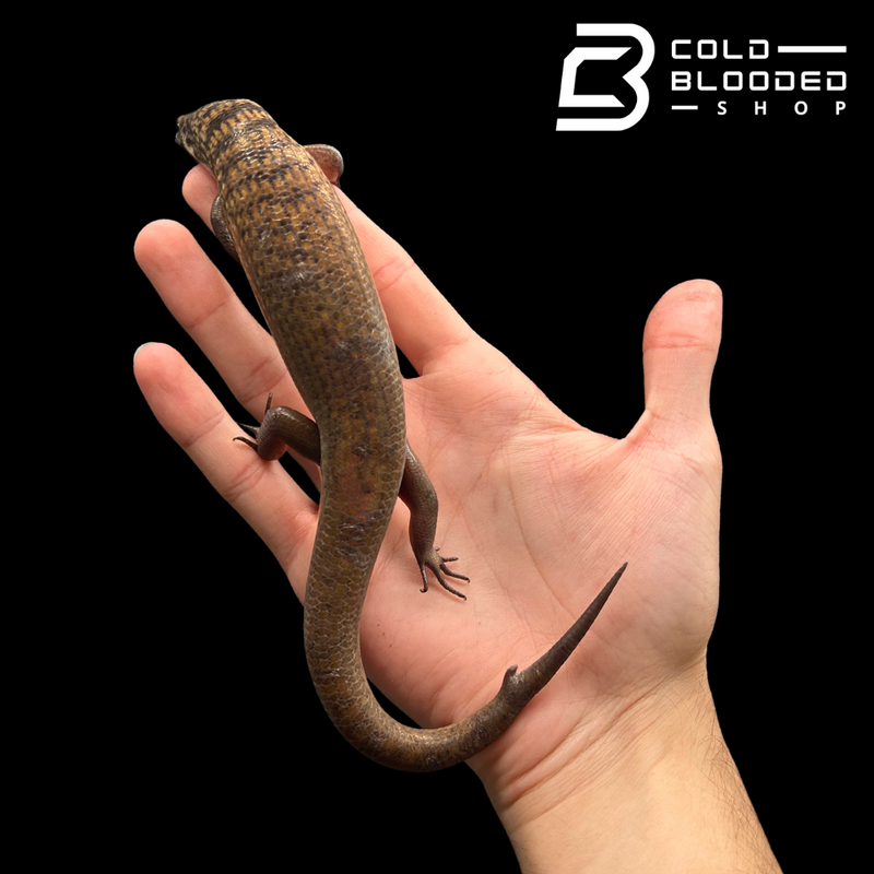 Mastiff Giant Skink - Eugongylus mentovarius