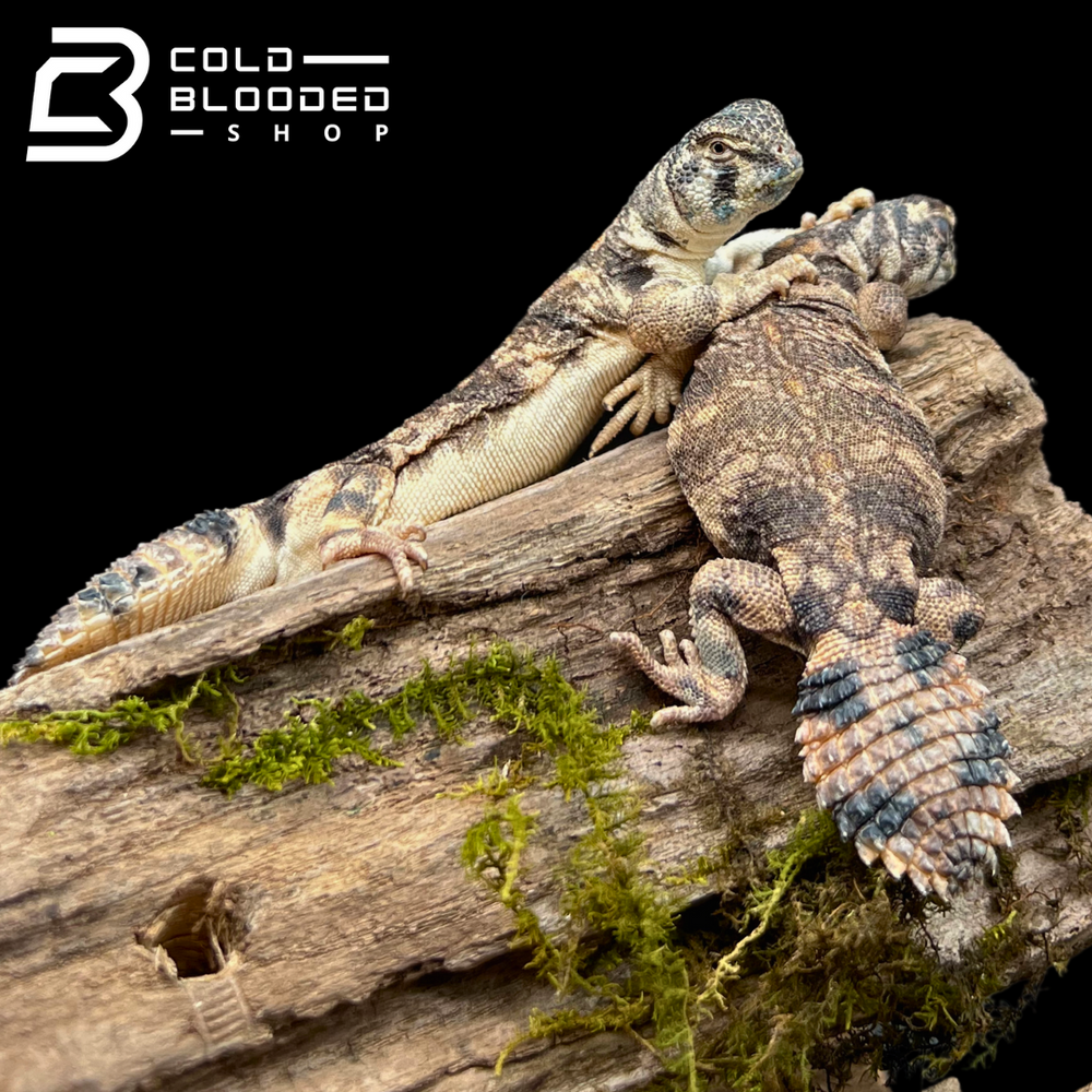 Juvenile Omani Spiny-tailed Lizards - Uromastyx thomasi