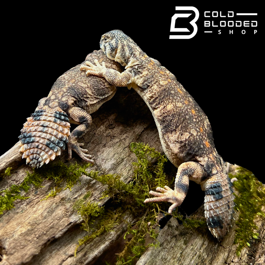 Juvenile Omani Spiny-tailed Lizards - Uromastyx thomasi