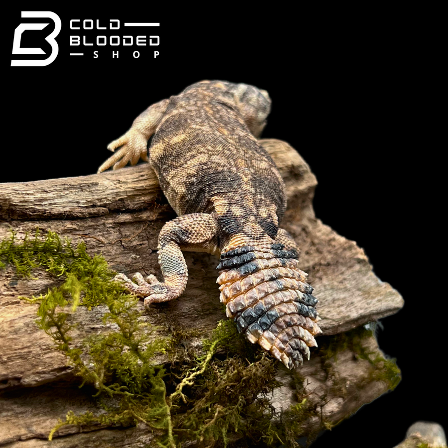 Juvenile Omani Spiny-tailed Lizards - Uromastyx thomasi