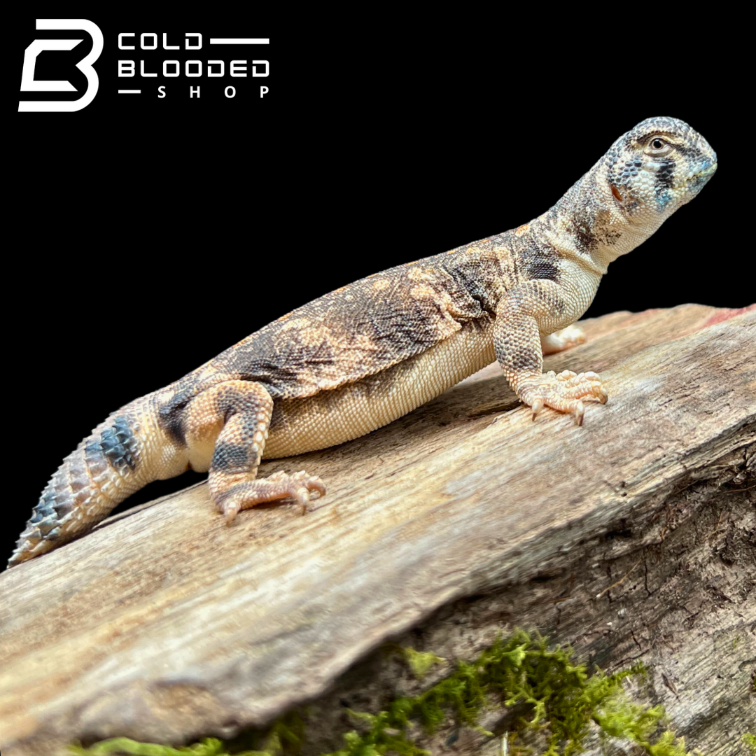 Juvenile Omani Spiny-tailed Lizards - Uromastyx thomasi