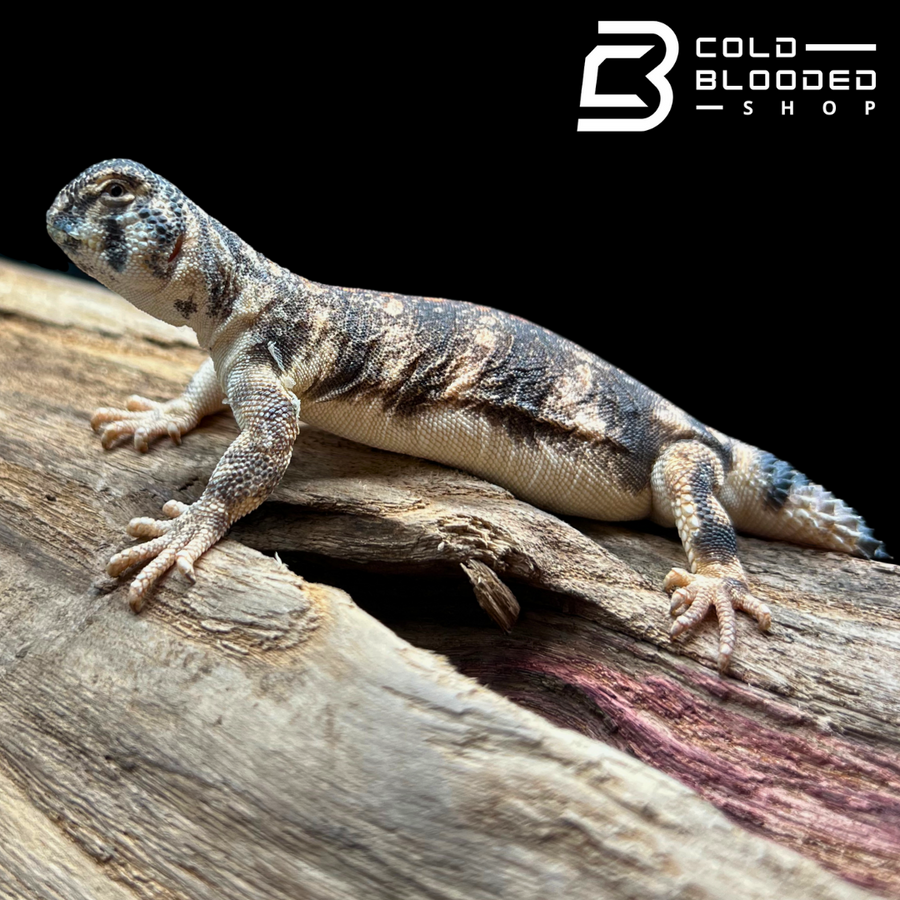 Juvenile Omani Spiny-tailed Lizards - Uromastyx thomasi