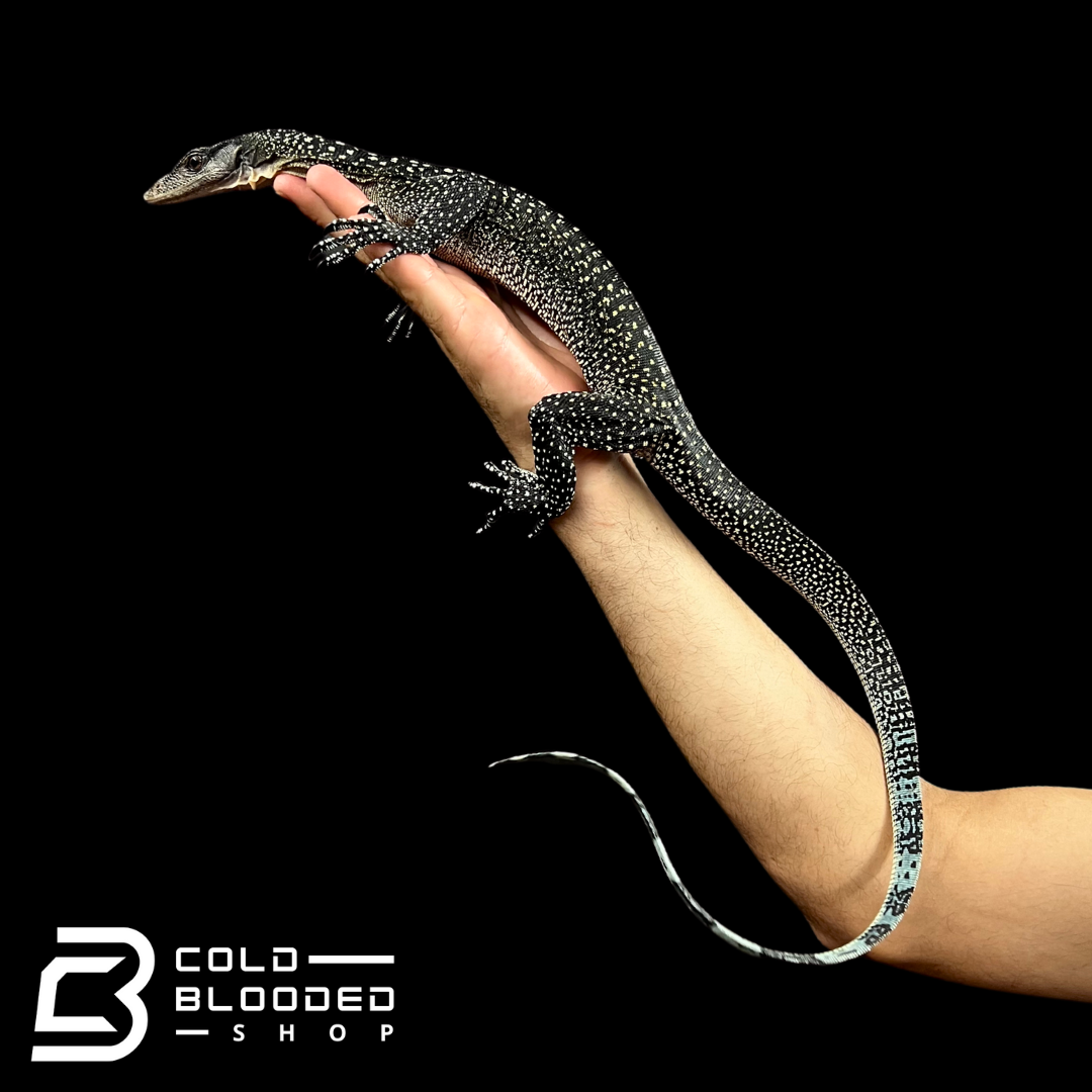 Batanta Island Peach-throated Monitor - Varanus jobiensis