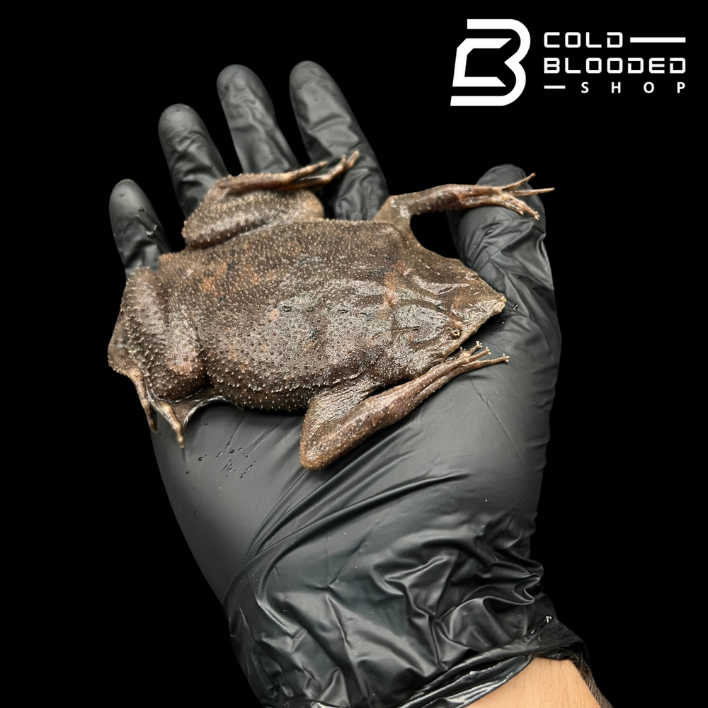 Adult Common Suriname Toads - Pipa pipa