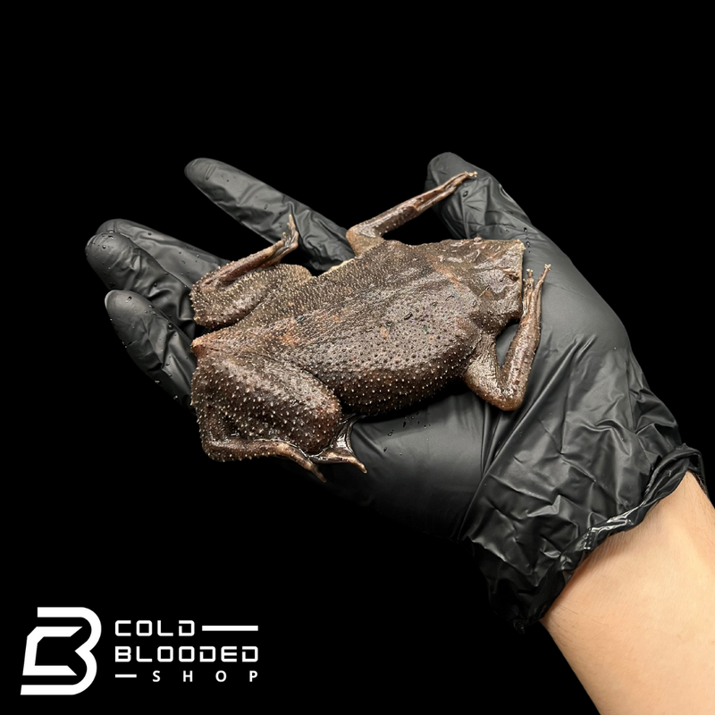 Common Suriname Toads - Pipa pipa