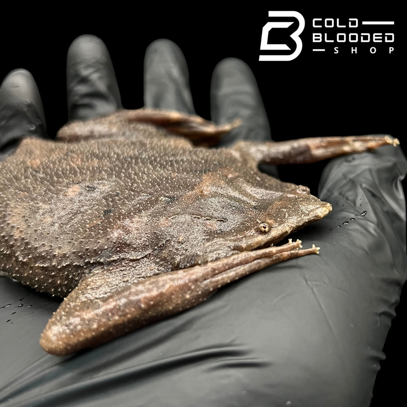 Adult Common Suriname Toads - Pipa pipa