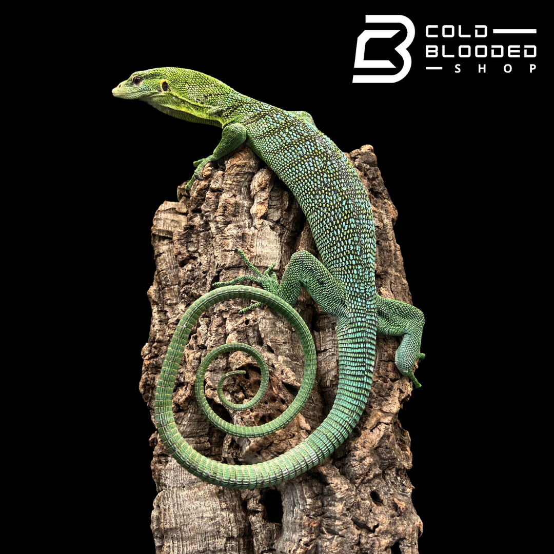 Adult Male Green Tree Monitor - Varanus prasinus