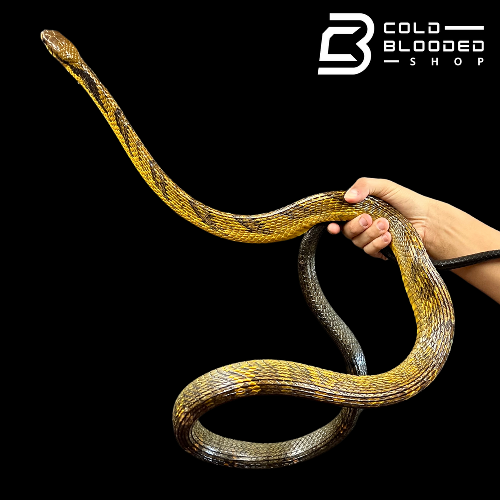 Adult Amazon Puffing Snake - Spilotes sulphureus for Sale!