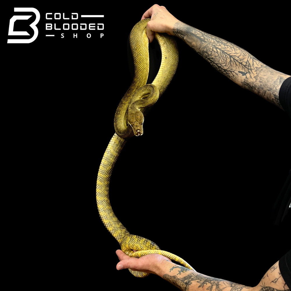 Female Moluccan python - Morelia clastolepis