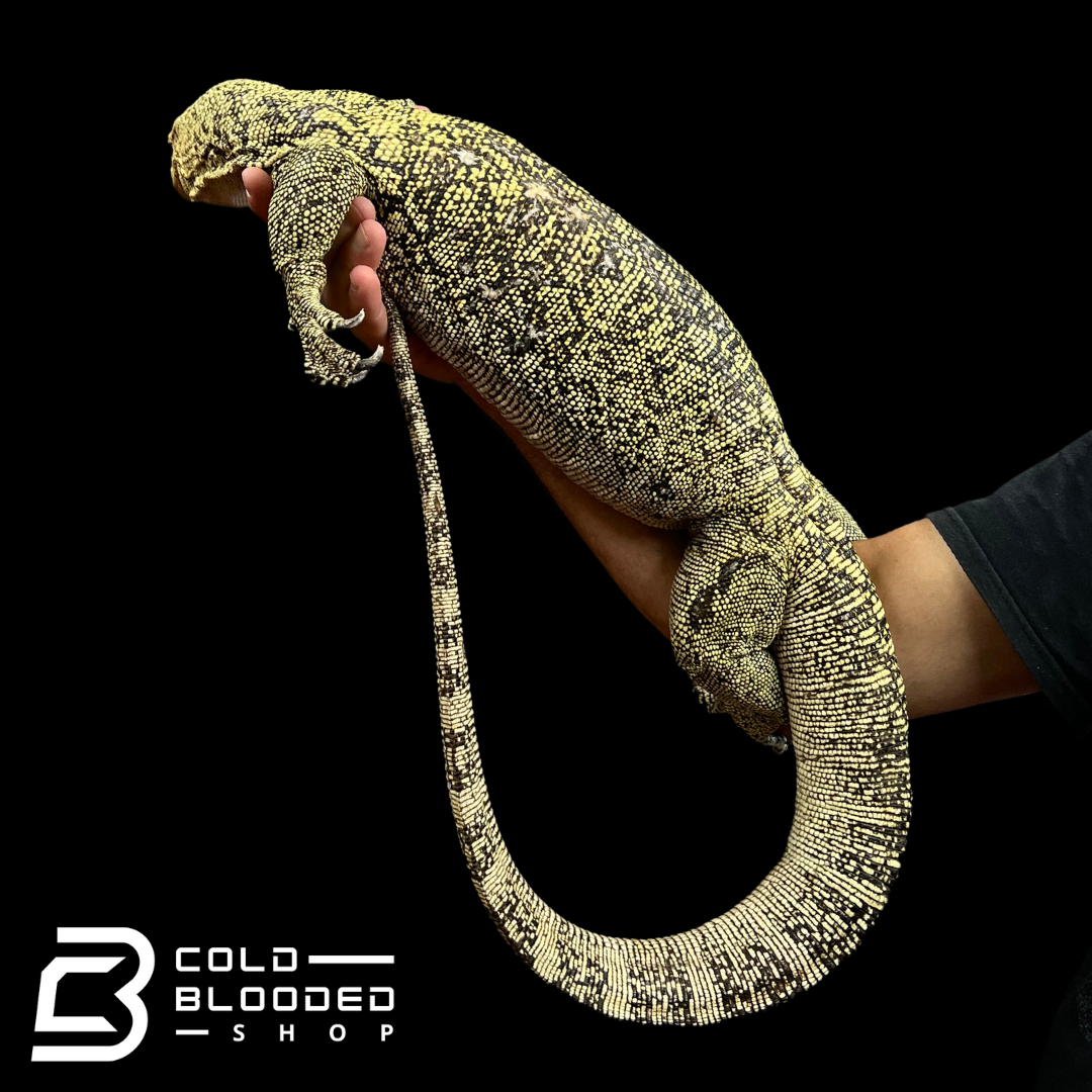 Adult Male Quince Monitor - Varanus melinus