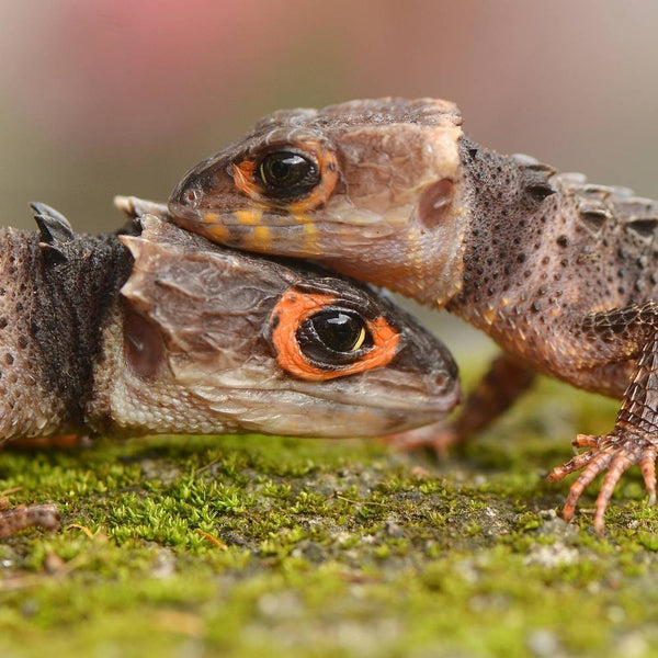 Red Eyed Crocodile Skinks - Tribolonotus gracilis