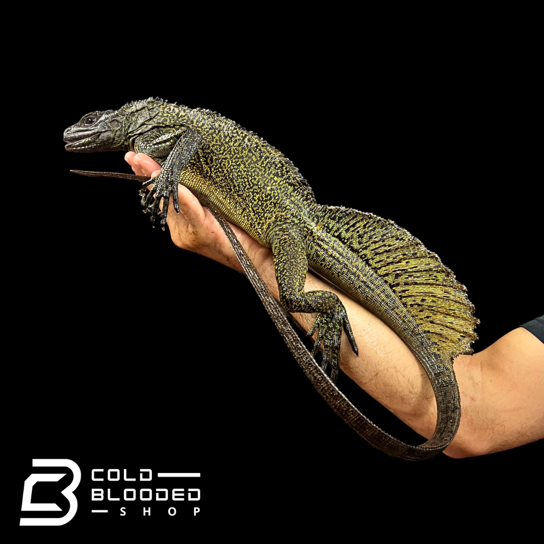Ambon Sailfin Dragon Lizard - Hydrosaurus amboinensis for Sale