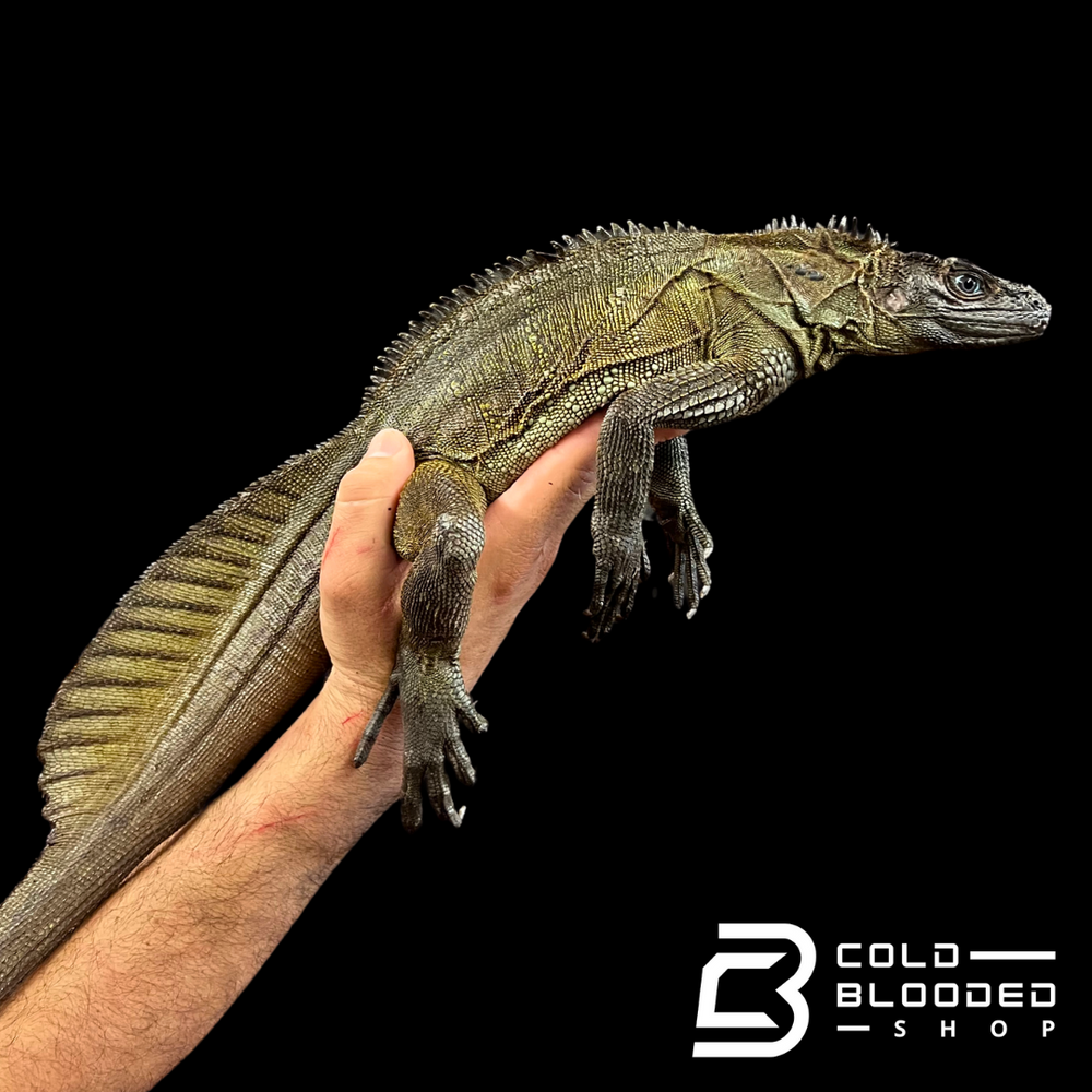 Weberi Sailfin Dragon Lizard - Hydrosaurus weberi for sale