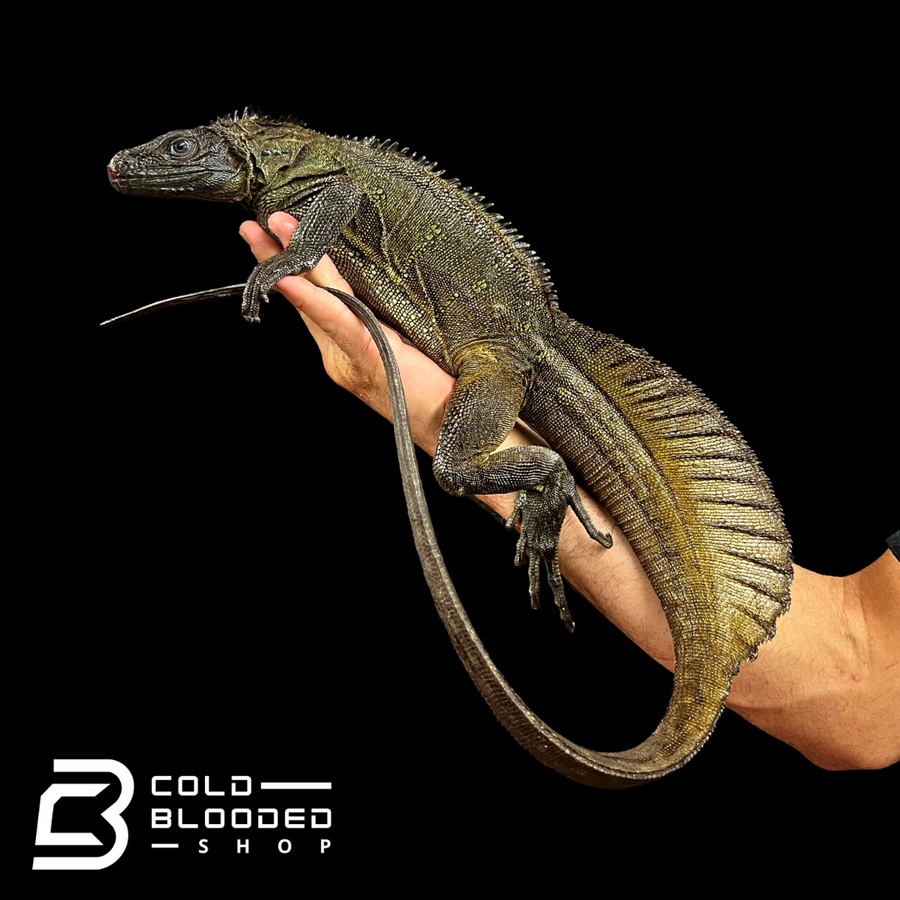Weberi Sailfin Dragon Lizard - Hydrosaurus weberi for sale