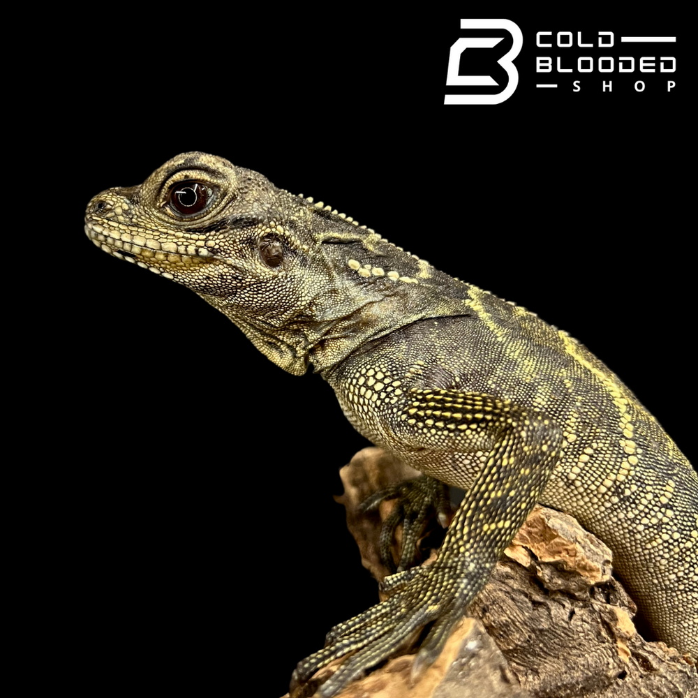 Juvenile Celebensis Sailfin Dragon Lizard - Hydrosaurus celebensis