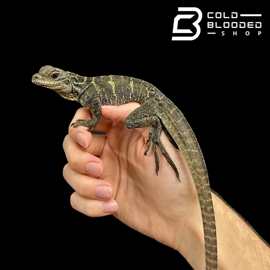 Juvenile Celebensis Sailfin Dragon Lizard - Hydrosaurus celebensis