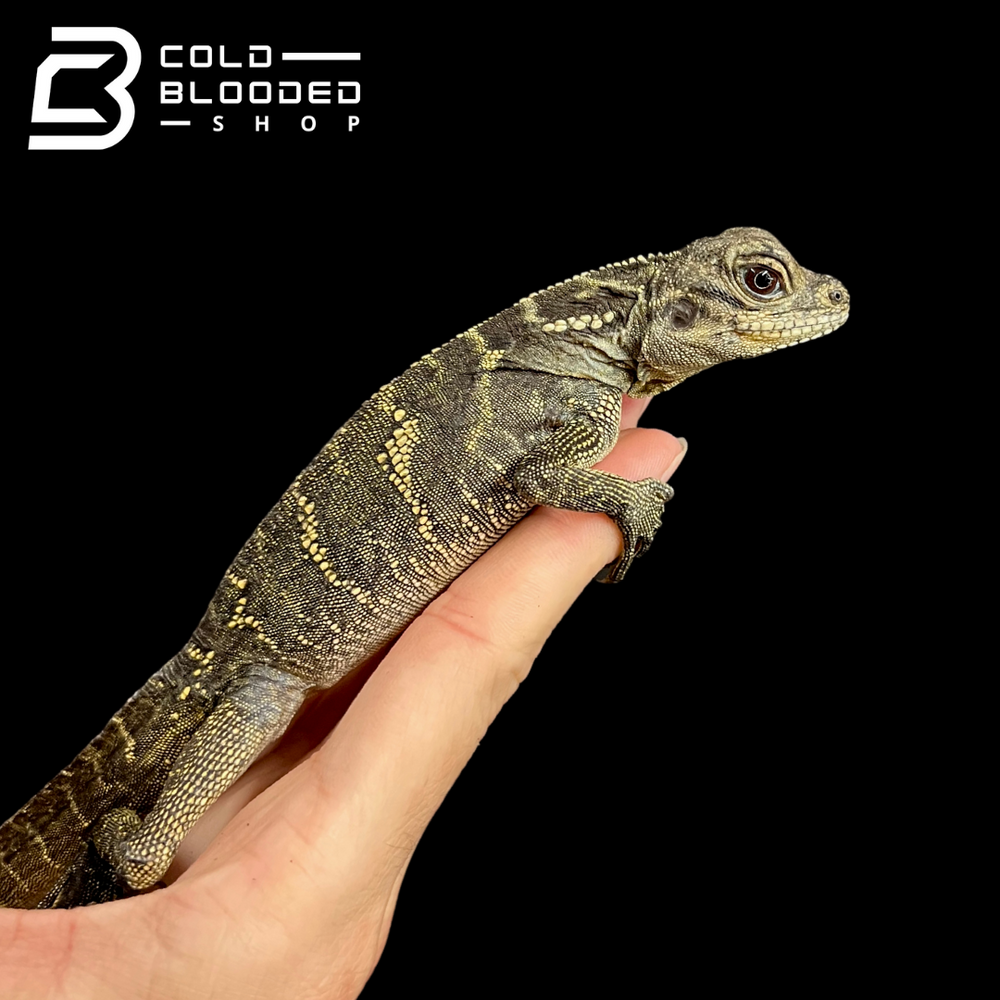 Baby/Juvenile Celebensis Sailfin Dragon Lizard - Hydrosaurus celebensi