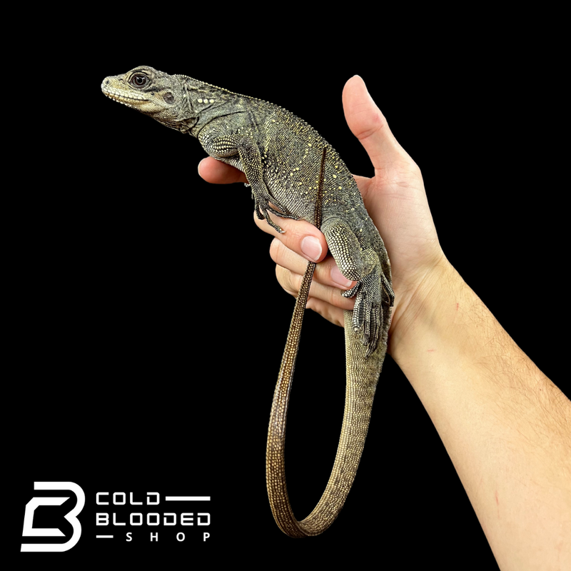 Juvenile Indonesian Sailfin Dragon Lizards - Hydrosaurus microlophus